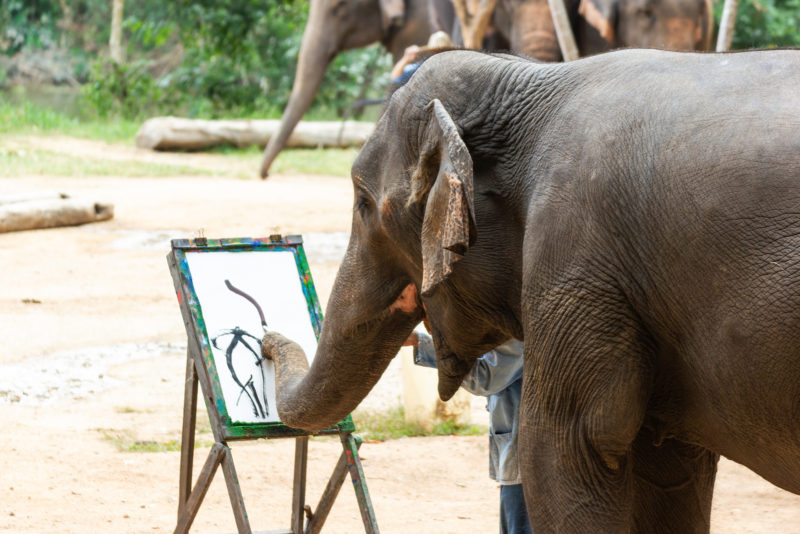 Animal Art: 3 Animals That Can Paint Better Than You | 300Magazine